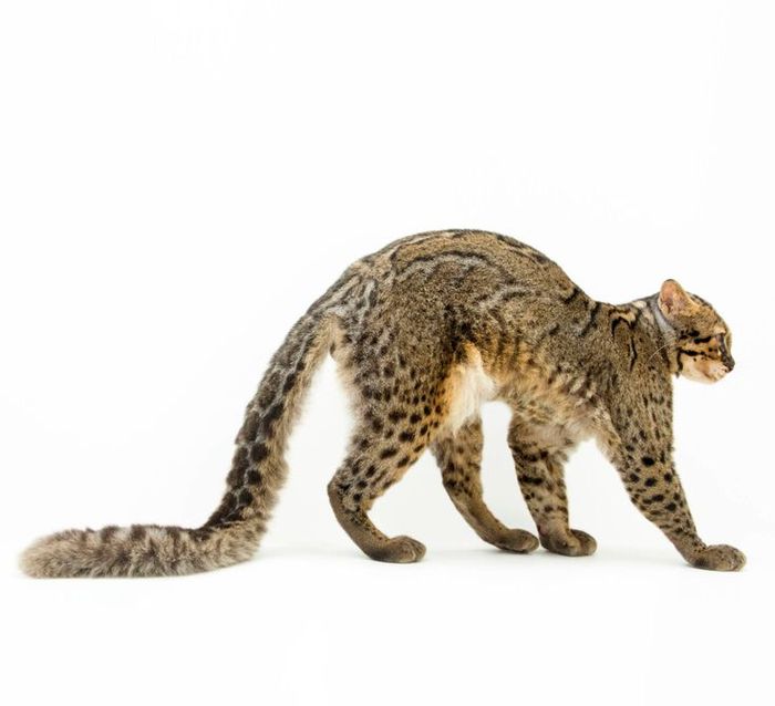 Kucing-kucing Liar dari Belantara Sumatra, Eksotika nan Terancam ...