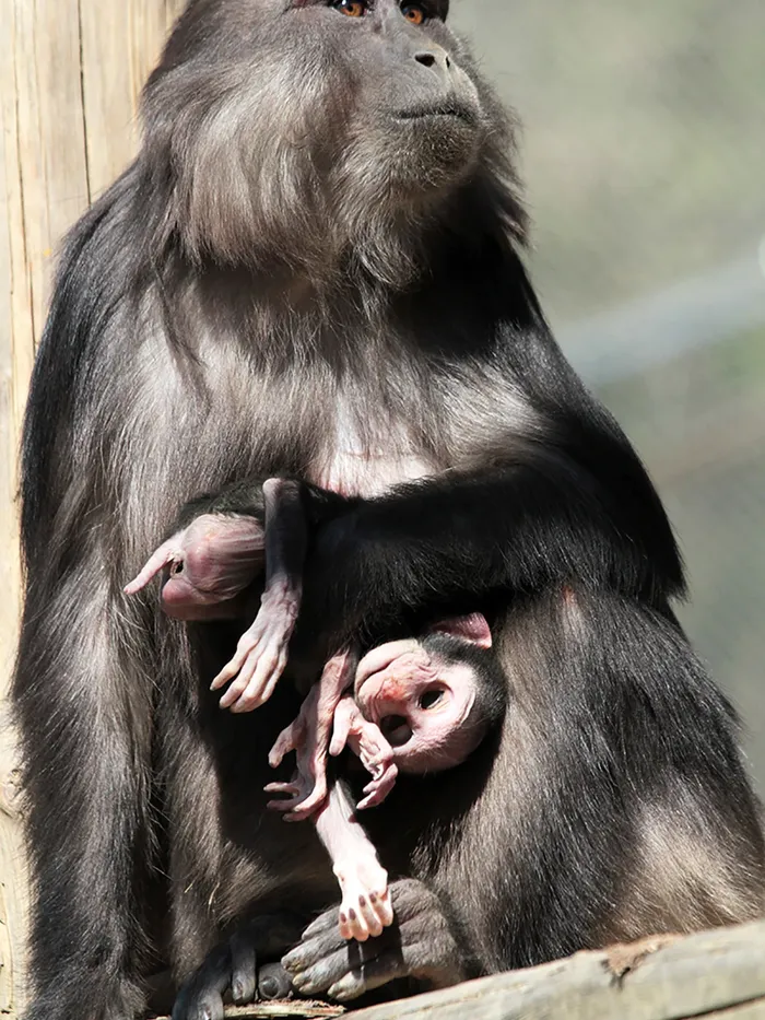 Kenapa Induk Primata Menggendong Bayinya yang Sudah Mati Berhari-hari ...