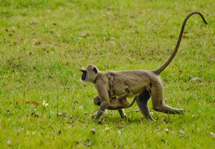 Kenapa Induk Primata Menggendong Bayinya yang Sudah Mati Berhari-hari ...