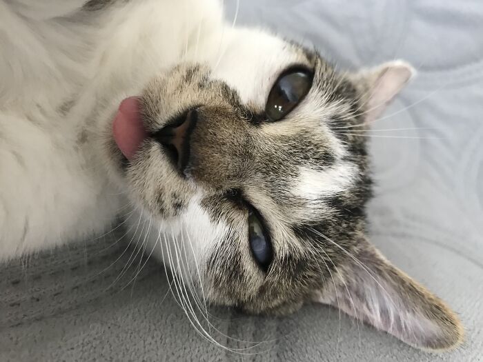 Curi Perhatian Cat Lovers, 10 Kucing Menggemaskan Ini Berfoto Selfie ...