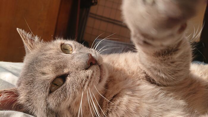 Curi Perhatian Cat Lovers, 10 Kucing Menggemaskan Ini Berfoto Selfie ...