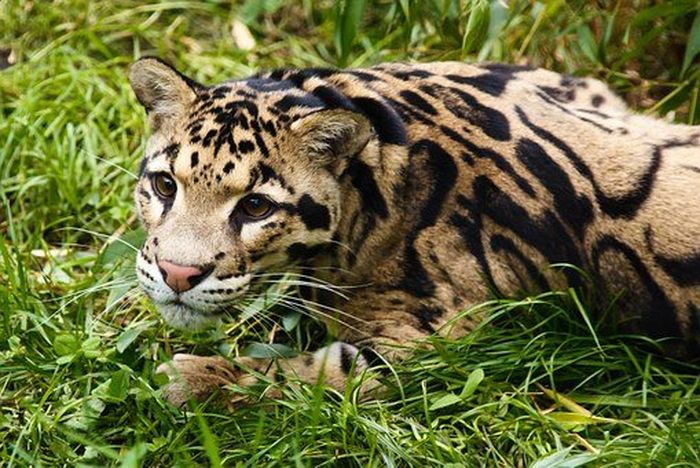 6 Fakta Menarik Macan Dahan Sunda, Kucing Besar Asli Indonesia yang ...