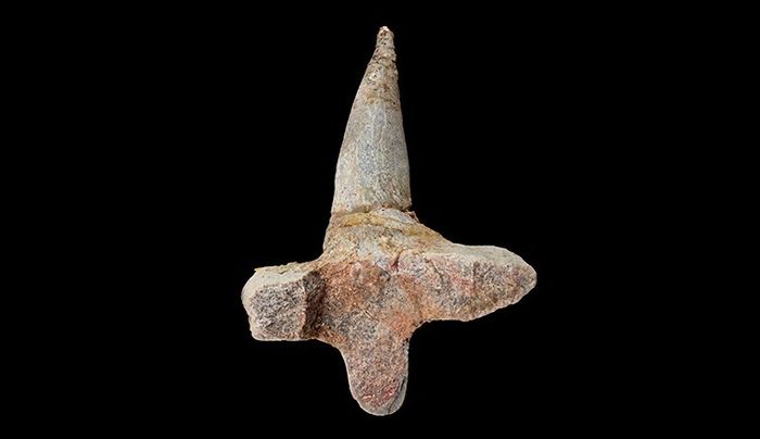 Spicomellus afer, Spesies Baru Dinosaurus Herbivora dari Maroko - Semua ... Spicomellus afer, Spesies Baru Dinosaurus Herbivora dari Maroko - Semua ...