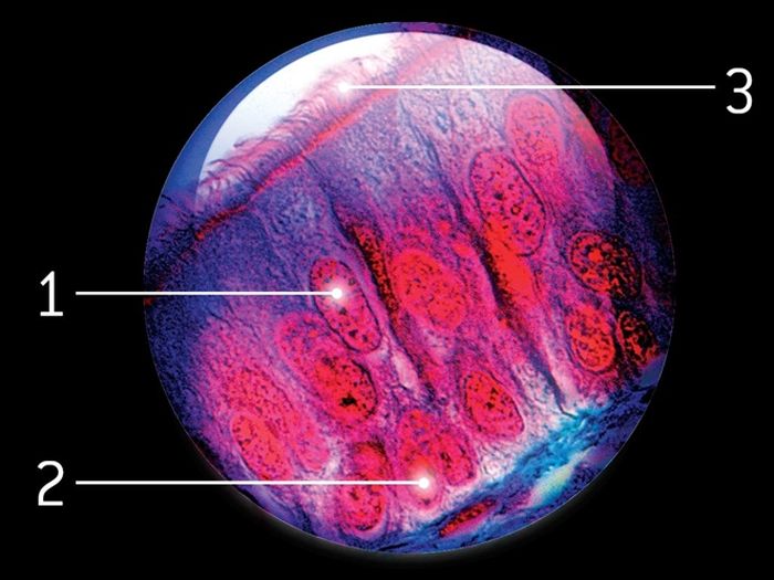 Studi Mengungkap Peran Sel Paru-paru dalam Sistem Kekebalan Tubuh ...