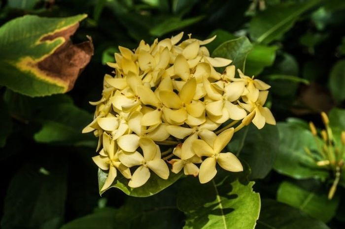 Lebih Dekat dengan Bunga Asoka, Bunga yang Dianggap Suci dan Bangkitkan ...