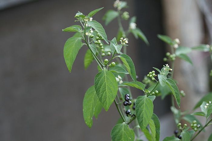 Sering Dikonsumsi Sebagai Lalapan, Kenali Sederet Manfaat Mengonsumsi ...