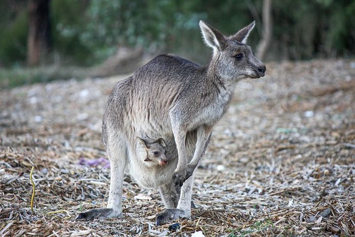 Jenis-Jenis Hewan Marsupial yang Sebagian Populasinya di Benua Australia - Semua Halaman - Kids