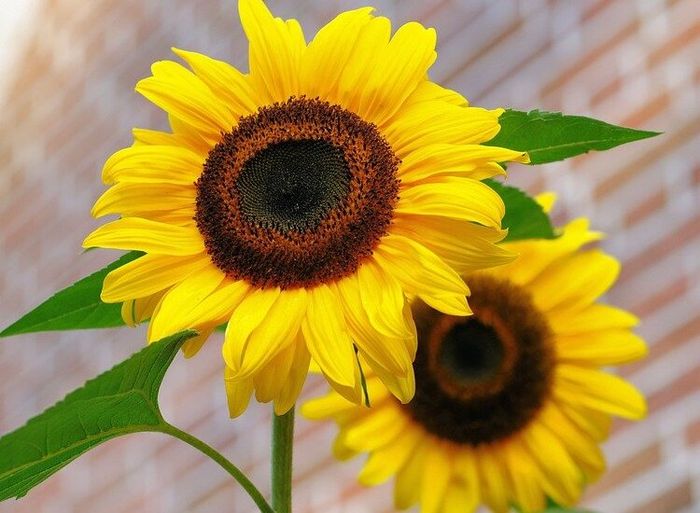 Arti Mimpi Bunga Matahari Pertanda Datangnya Kebahagiaan hingga ...