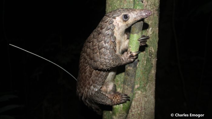 Obat Tradisional Tiongkok dan Trenggiling yang Terancam Punah ...