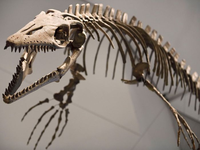 Mosasaurus si Penguasa Lautan Saat T. Rex Berkeliaran di Darat ...