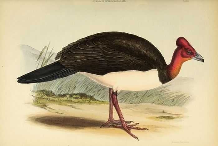 Mengenal Burung Maleo, Burung Endemik Pulau Sulawesi yang Mirip Ayam ...