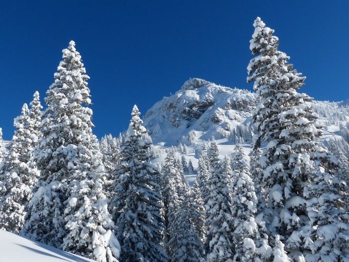 Mengapa Pohon Pinus dan Cemara Berbentuk Kerucut? #AkuBacaAkuTahu ...
