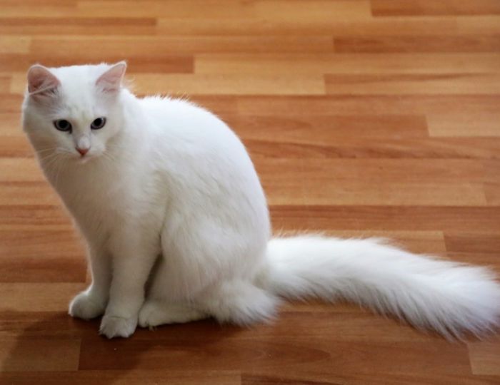 Ketahui 5 Arti Gerakan Ekor Kucing yang Jarang Disadari Pemilik - Semua ...