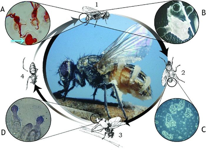 Ngeri, Jamur Ini Membius Lalat Jantan untuk Mengawini Mayat Betina ...