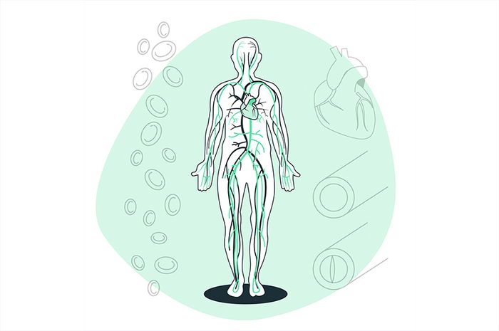 Pembuluh Darah Kapiler: Pengertian dan Fungsinya - Semua Halaman - Kids