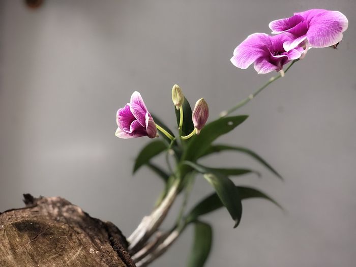 Jenis Akar Tumbuhan Menurut Fungsinya: Gantung, Tunjang, Napas, dan ...