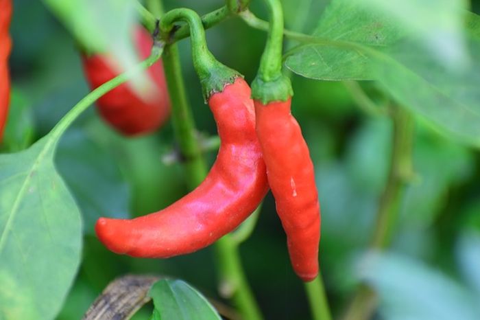 Bikin Tanaman Cabai Menjadi Subur dan Lebat dengan 2 Bahan yang Ada di ...