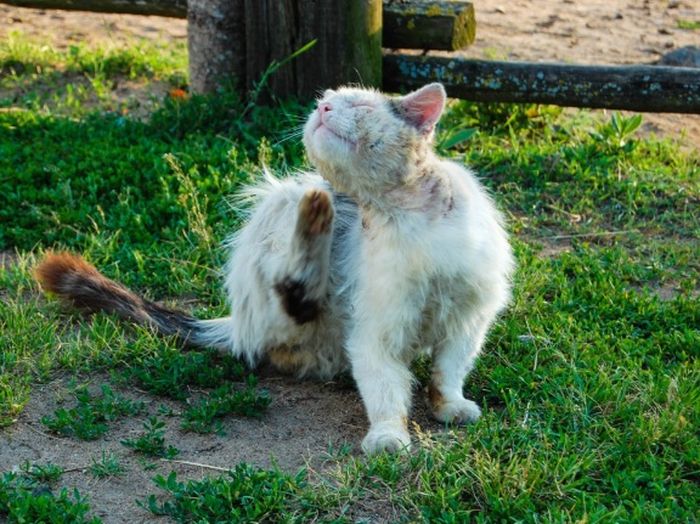 Pemilik Harus Tahu, Ini 2 Jenis Kutu Kucing yang Paling Umum Dialami ...