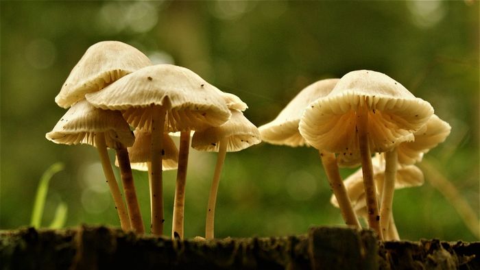 Materi Biologi Kelas 10 Ciri Ciri Jamur Yang Termasuk Dalam Golongan