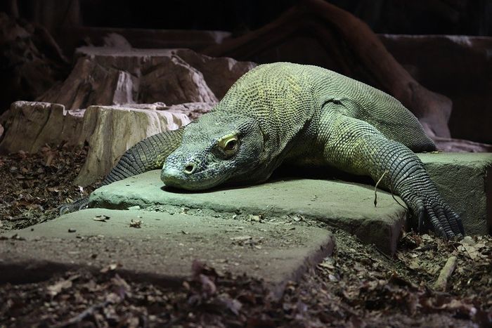 Persebaran Jenis Hewan Golongan Fauna Asiatis, Apa Saja Contohnya ...