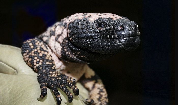 Inilah 6 Kadal Paling Berbahaya di Dunia, Salah Satunya dari Indonesia ...