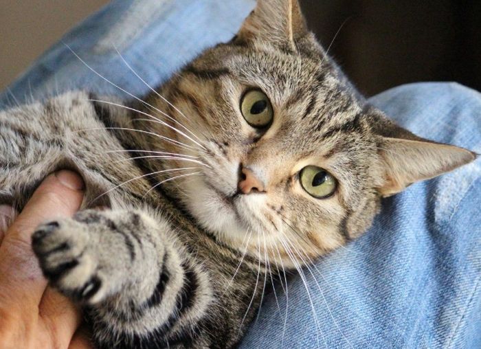 5 Tanda Kucing Terlalu Manja, Bisa Berbahaya untuk Kesehatan - Semua ... 5 Tanda Kucing Terlalu Manja, Bisa Berbahaya untuk Kesehatan - Semua ...