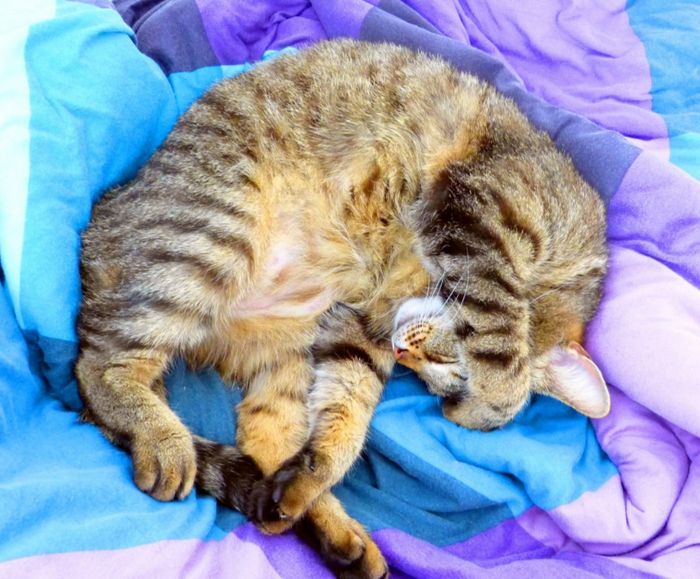 Kenapa Kucing Suka Berputar-putar Sebelum Tidur? Ternyata Ini 3 ...