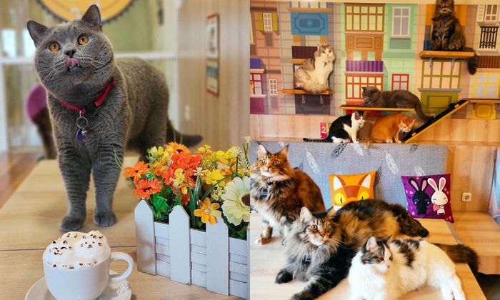 Gemas! Ini 3 Rekomendasi Cat Cafe di Jakarta, Bisa Puas Main Sama ...