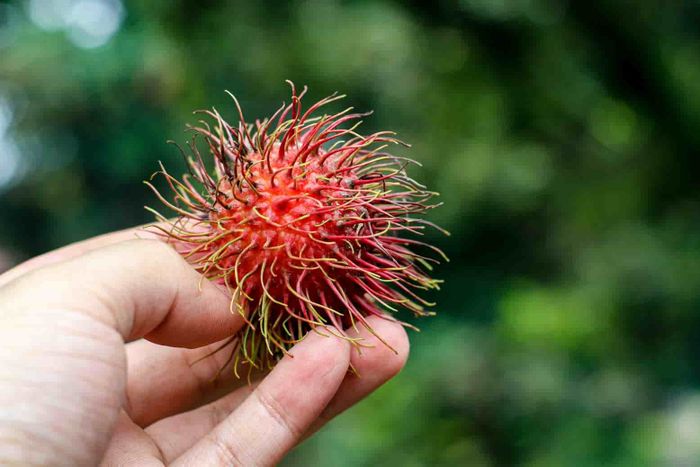 Unik dan Menyegarkan, Intip 5 Manfaat Buah Rambutan yang Manis untuk ...