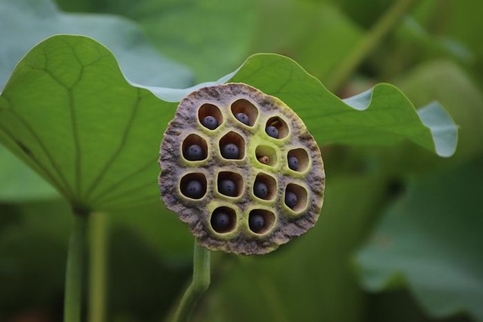 Bunga Lotus: Habitat, Morfologi, dan Perbedaannya dengan Bunga Teratai ...