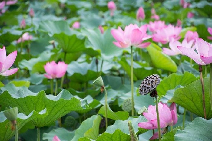 Bunga Lotus: Habitat, Morfologi, dan Perbedaannya dengan Bunga Teratai ...