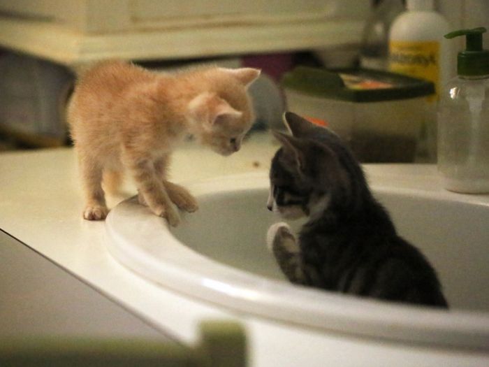 4 Alasan Kucing Takut Sama Air yang Perlu Diketahui Pemilik, Apa Saja ...