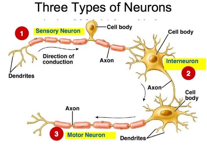Studi: Bagaimana Neuron Membedakan Sinyal Motorik dan Sensorik ...