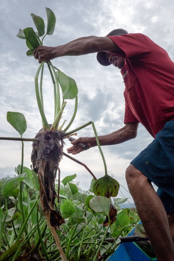 Kisah Pengrajin Tumbuhan Gulma Eceng Gondok di Danau Rawa Pening ...