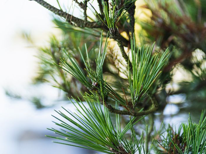 Tak Hanya Digunakan untuk Aromaterapi, Ketahui 4 Khasiat Daun Pinus dan ...
