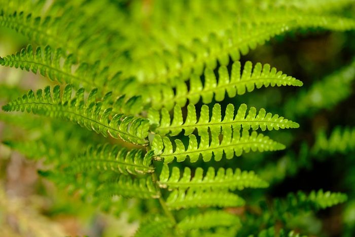 Mengenal Tumbuhan Paku dan Proses Pertumbuhannya Menggunakan Spora ...