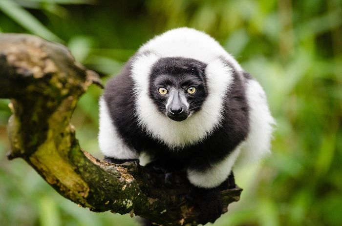 5 Fakta Unik Lemur Indri, Hewan Endemik Madagaskar yang Pintar ...