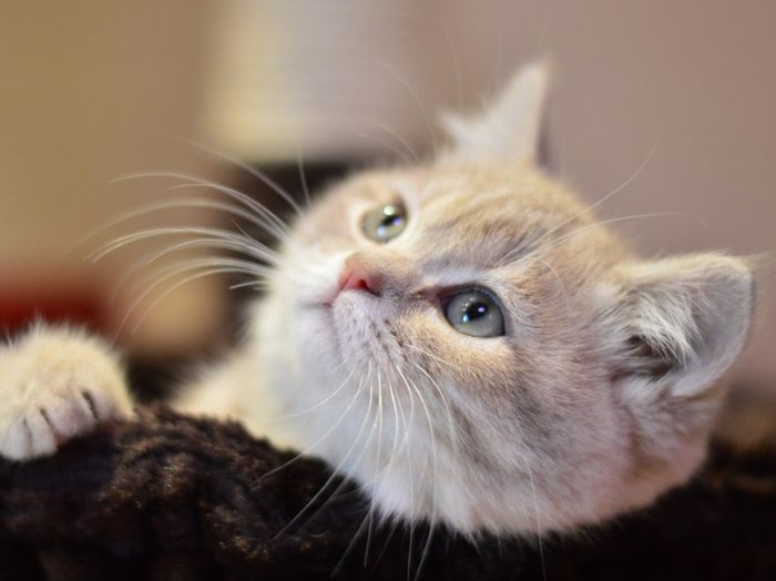 Bikin Pemilik Bertanya-tanya, Ternyata Ini 4 Alasan Kucing yang Suka ...