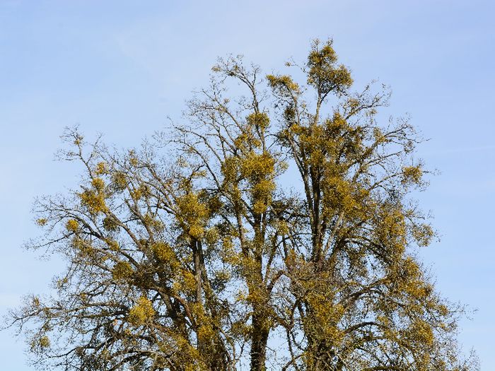 Mengenal Apa Itu Tumbuhan Parasit dan Jenis-jenisnya - Keuangan UMA