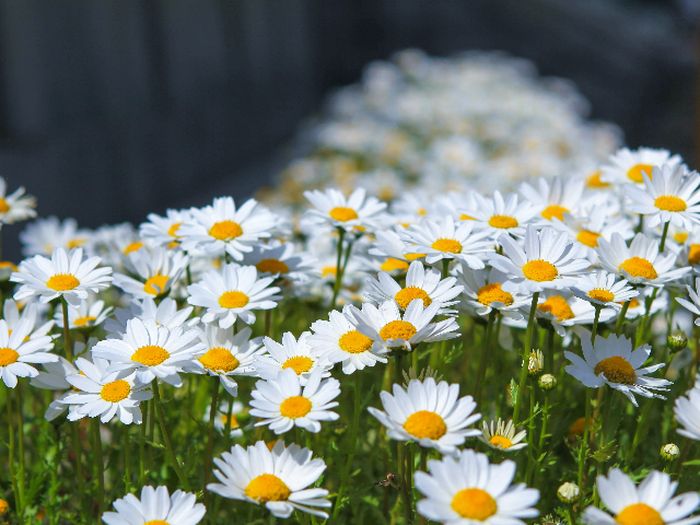 Selain Cantik dan Indah, 5 Bunga Ini juga Berkhasiat bagi Kesehatan ...