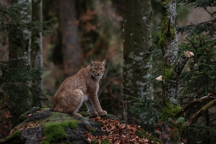 5 Fakta Menarik Bobcat, Kucing Liar Lucu yang Sangat Agresif - Kids