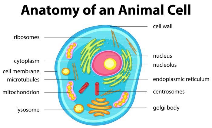 Anatomi Sel Hewan - Perumperindo.co.id