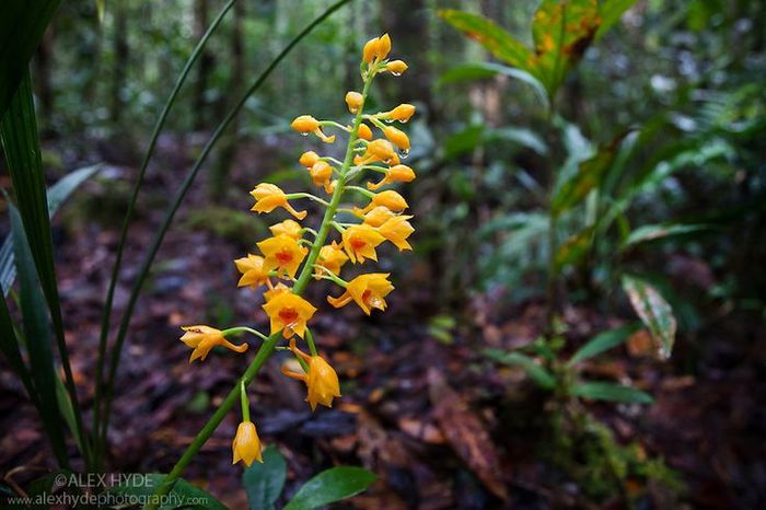 Menyelamatkan Ribuan Spesies Anggrek Liar di Kalimantan dari Kepunahan ...