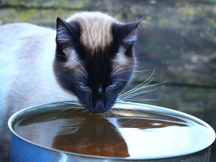 Kenapa Kucing Suka Minum di Mana Saja Selain di Mangkuknya? Ketahui 4 ...