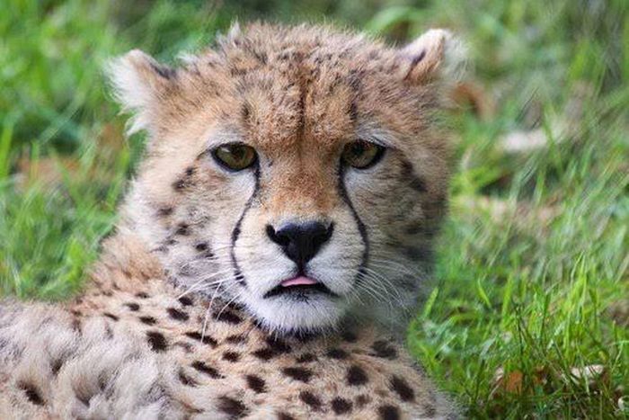 5 Fakta Unik Cheetah, Spesies Kucing Besar yang Kuat Menahan Haus - Bobo