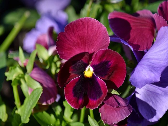 Mengenal Wilayah Persebaran Flora di Indonesia dan Penjelasannya, Apa ...