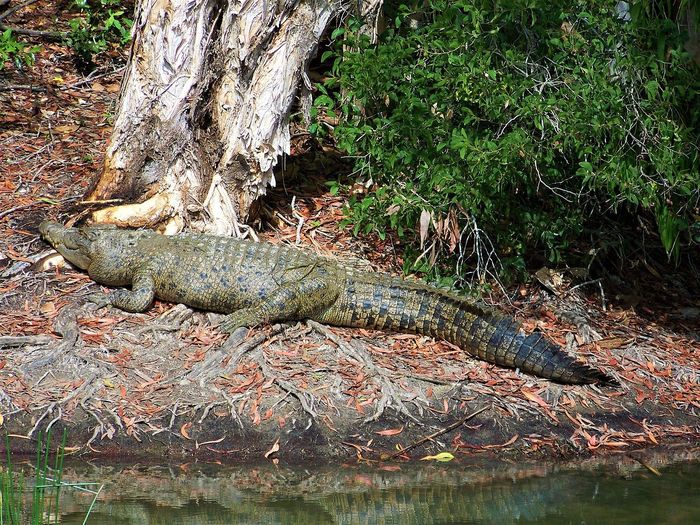 Bukan Cuma Gajah, Ternyata Inilah 5 Hewan Terbesar di Dunia, Apa Saja ...