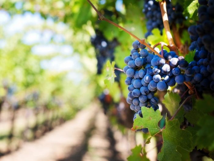 Simak 3 Cara Merawat Tanaman Anggur yang Mudah Dilakukan, Apa Saja? - Kids