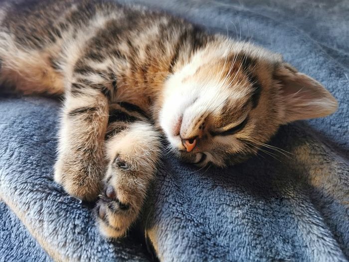 Menghangatkan Hati, Inilah 10 Potret Anak Kucing yang Sedang Tertidur ...