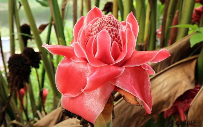 3 Manfaat Konsumsi Kecombrang, Rempah dengan Aroma dan Rasa yang Unik ...